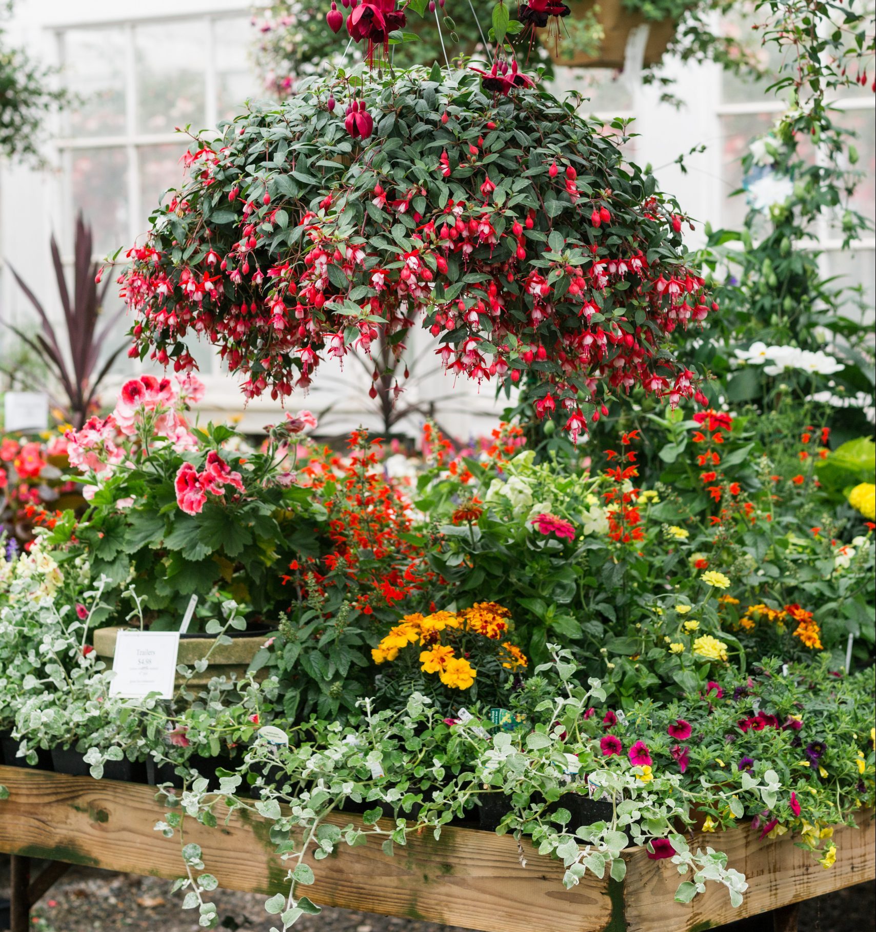 Tips for the Annual Season - Christianson's Nursery | Skagit Valley’s ...