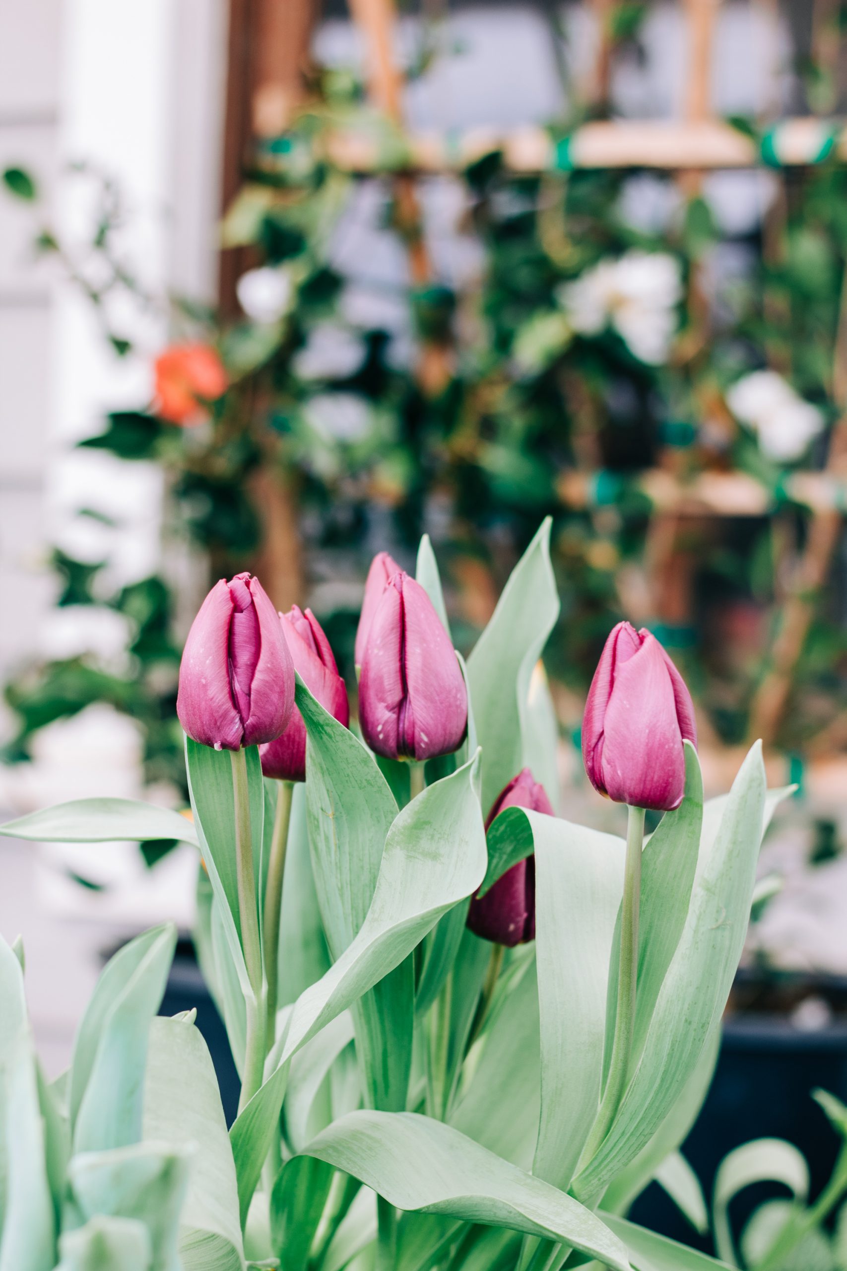 Fall is for Planting! - Christianson's Nursery | Skagit Valley’s ...