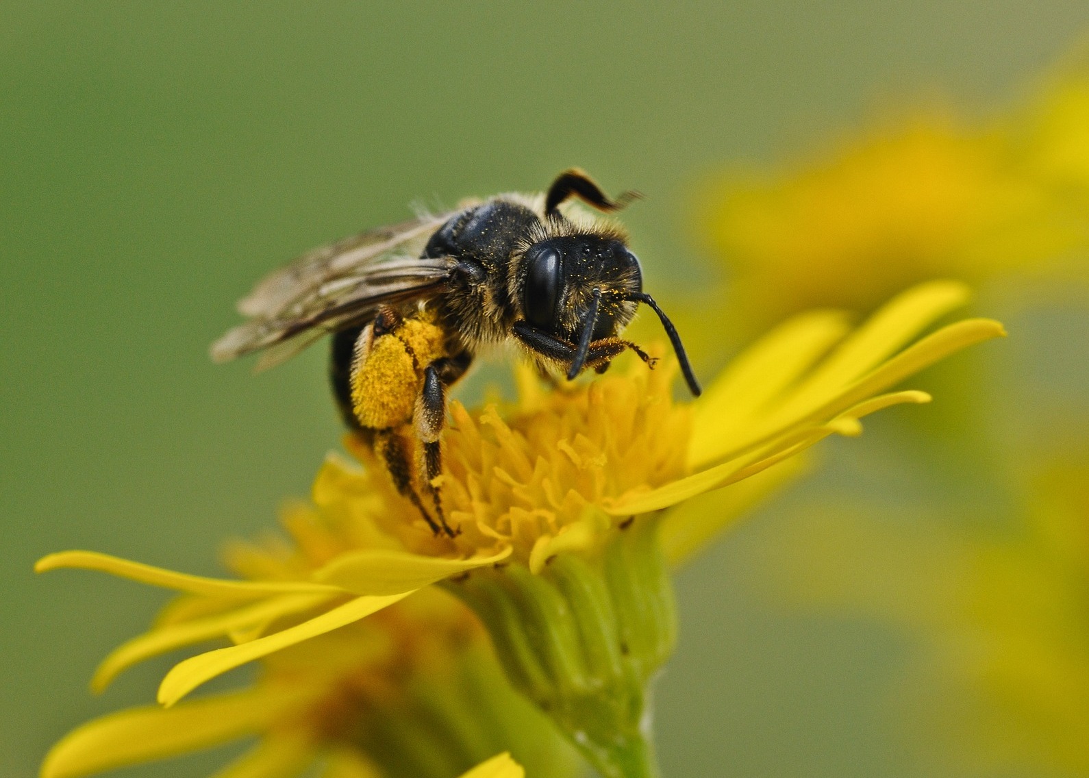 Time to Pollinate! - Christianson's Nursery | Skagit Valley’s Premier ...