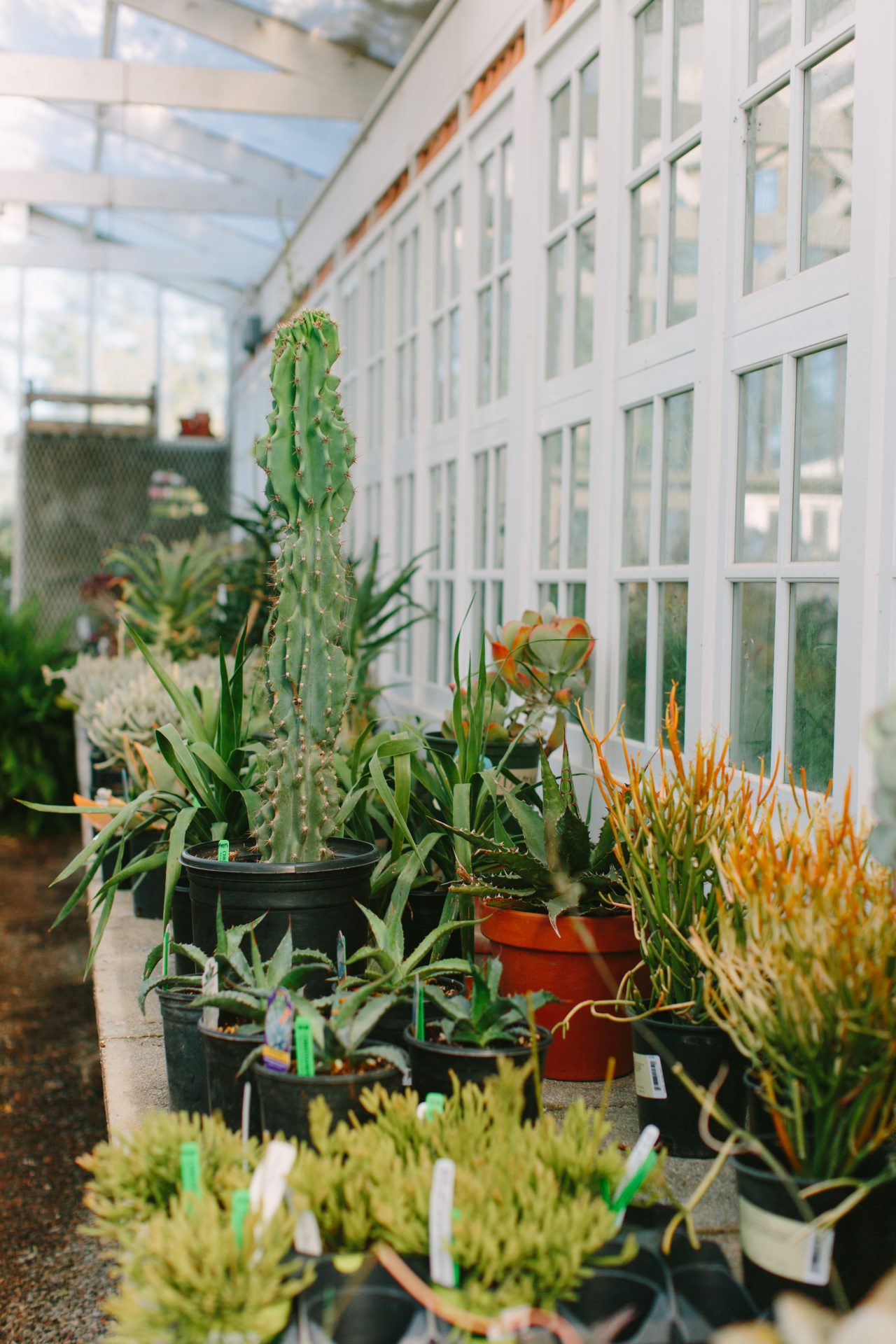 Succulent and Cacti Care - Christianson's Nursery | Skagit Valley’s ...